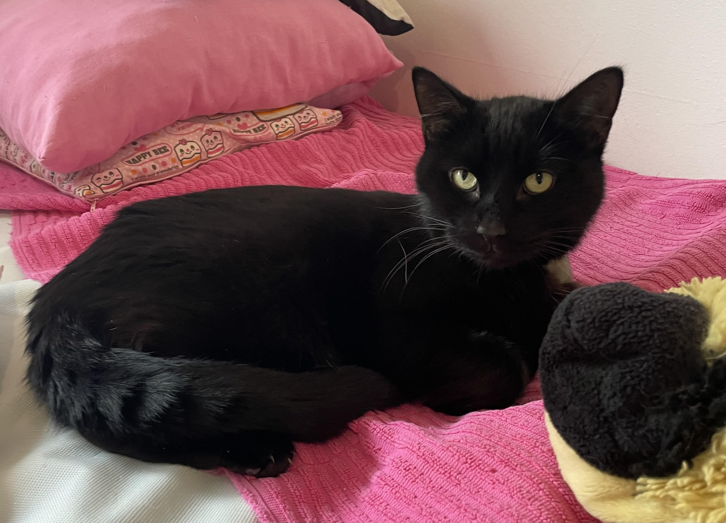 Win a painted pet portrait & save Lucifer's life - a Creative & Arts ...