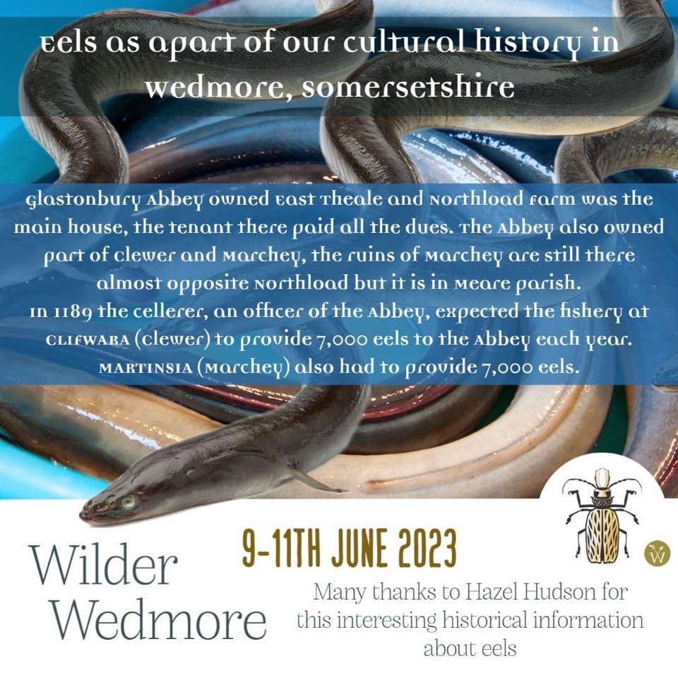 The Wilder Wedmore Eel Release Project - a Environment crowdfunding ...