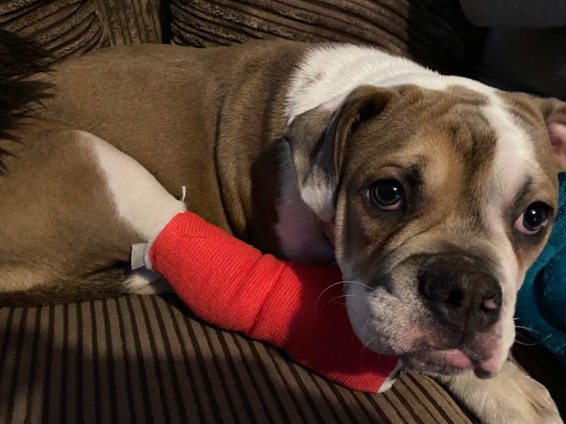 Save my English Bulldog's Leg - a Personal Causes crowdfunding project ...