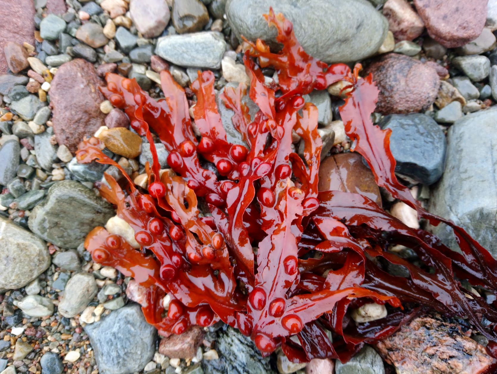 Seaweed Designs Made In Scotland - a Creative & Arts crowdfunding ...