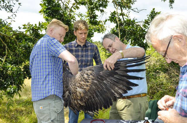Help satellite tag the IOW white-tailed eagles - a Personal Causes ...