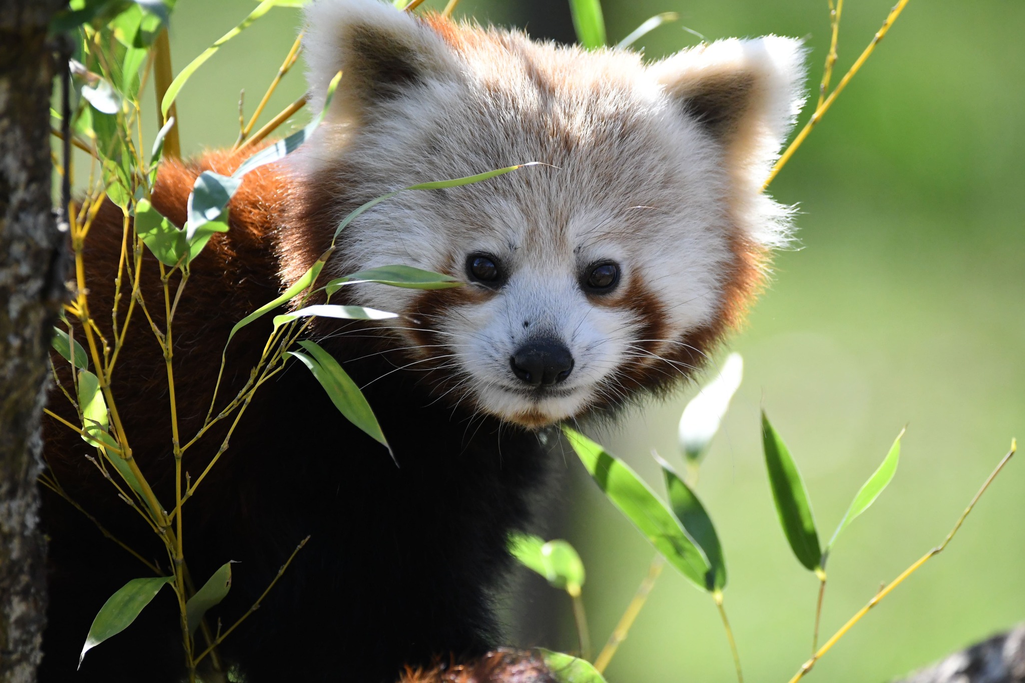 Win a VIP red panda experience - a Community crowdfunding project in Bristol by Bristol ...