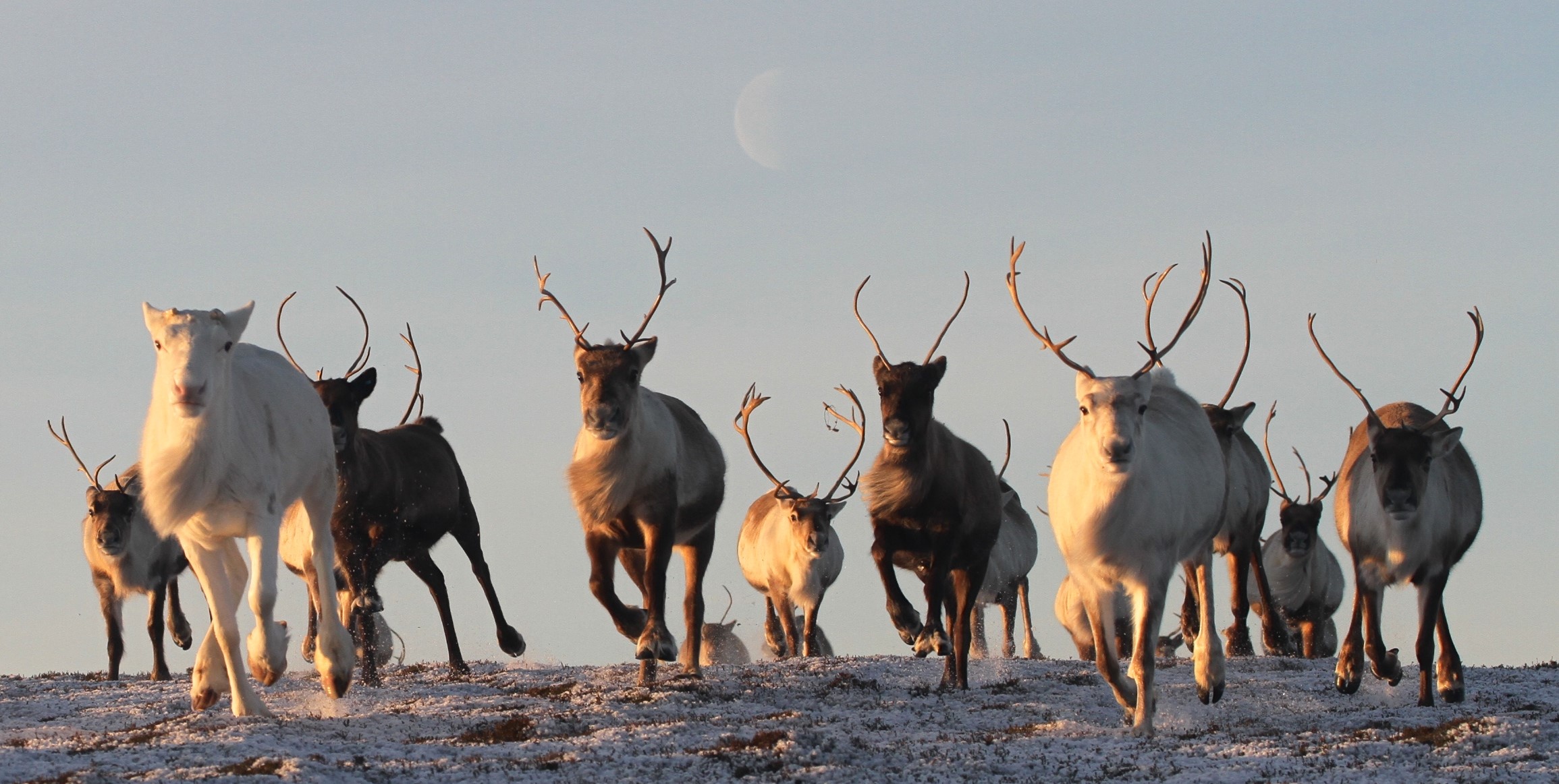 A Reindeer Experience for All - a Environment crowdfunding project in ...