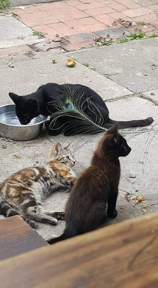 Protecting/maintaining Field Farm Animal Sanctuary - a Personal Causes ...