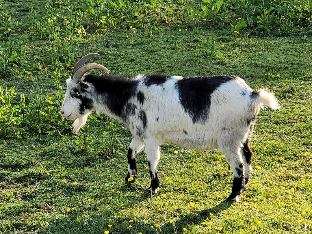 Protecting/maintaining Field Farm Animal Sanctuary - a Personal Causes ...