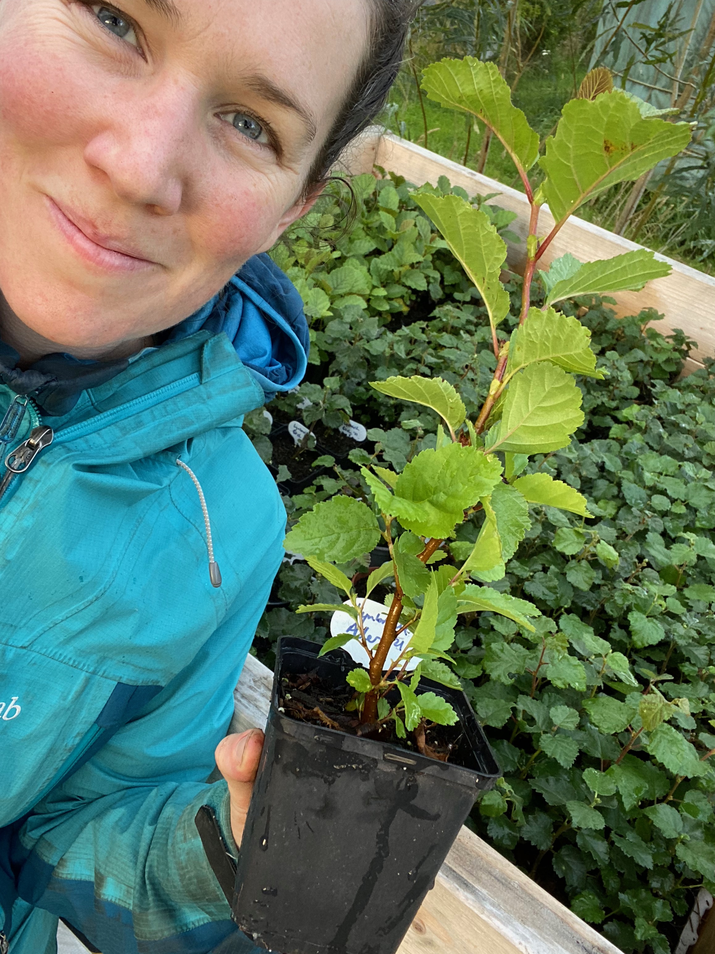 Help Darroch Nurseries grow more trees! - a Environment crowdfunding ...