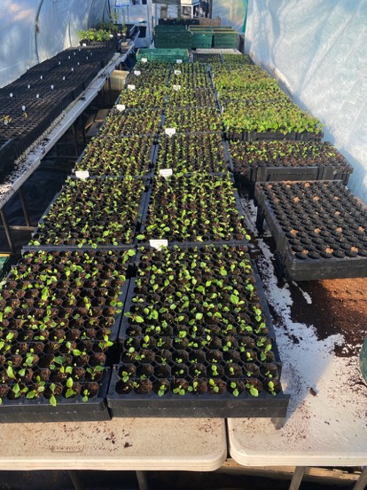 Help Darroch Nurseries grow more trees! - a Environment crowdfunding ...