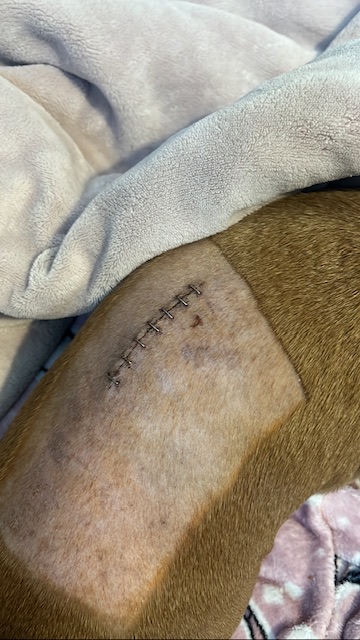 Burt the Sausage Dog Spinal Surgery - a Personal Causes crowdfunding ...