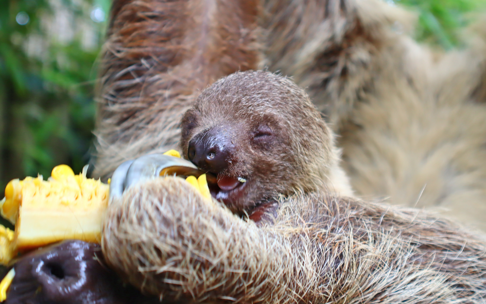 Win a baby sloth close encounter experience - a Charities crowdfunding ...