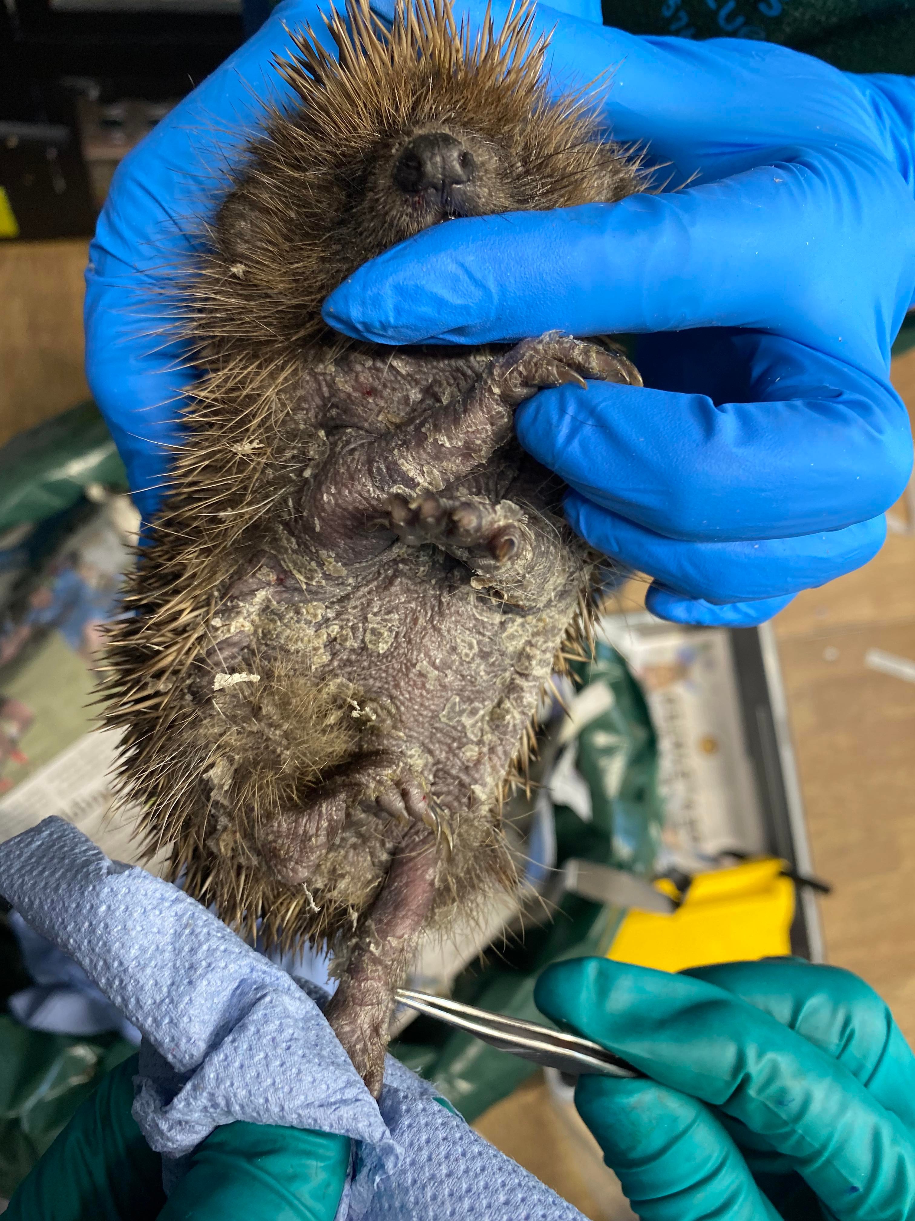 Hedgehog Vet Bill - a Environment crowdfunding project in Newquay by ...