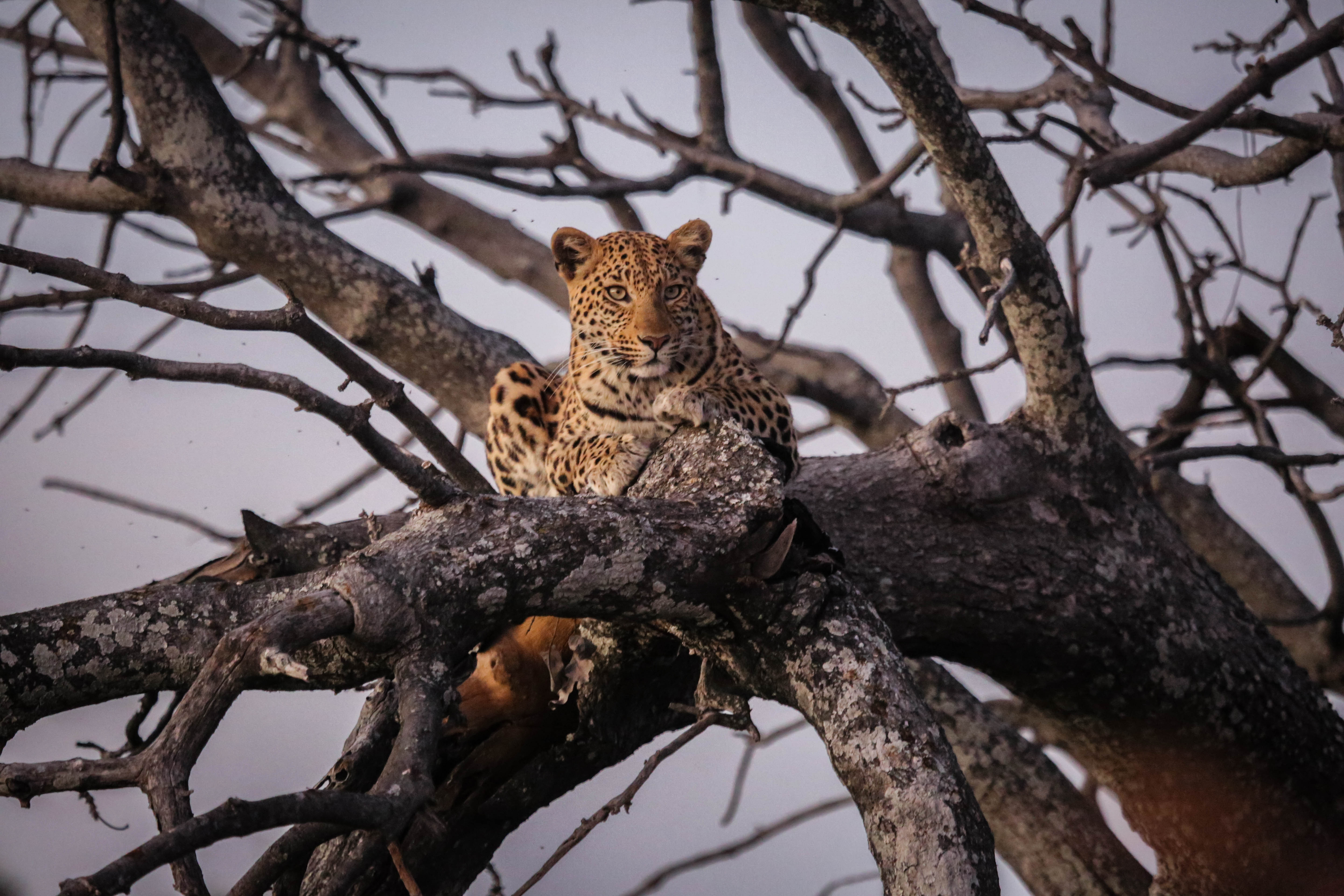 Ingwe Leopard Research - a Community crowdfunding project in Dorchester ...