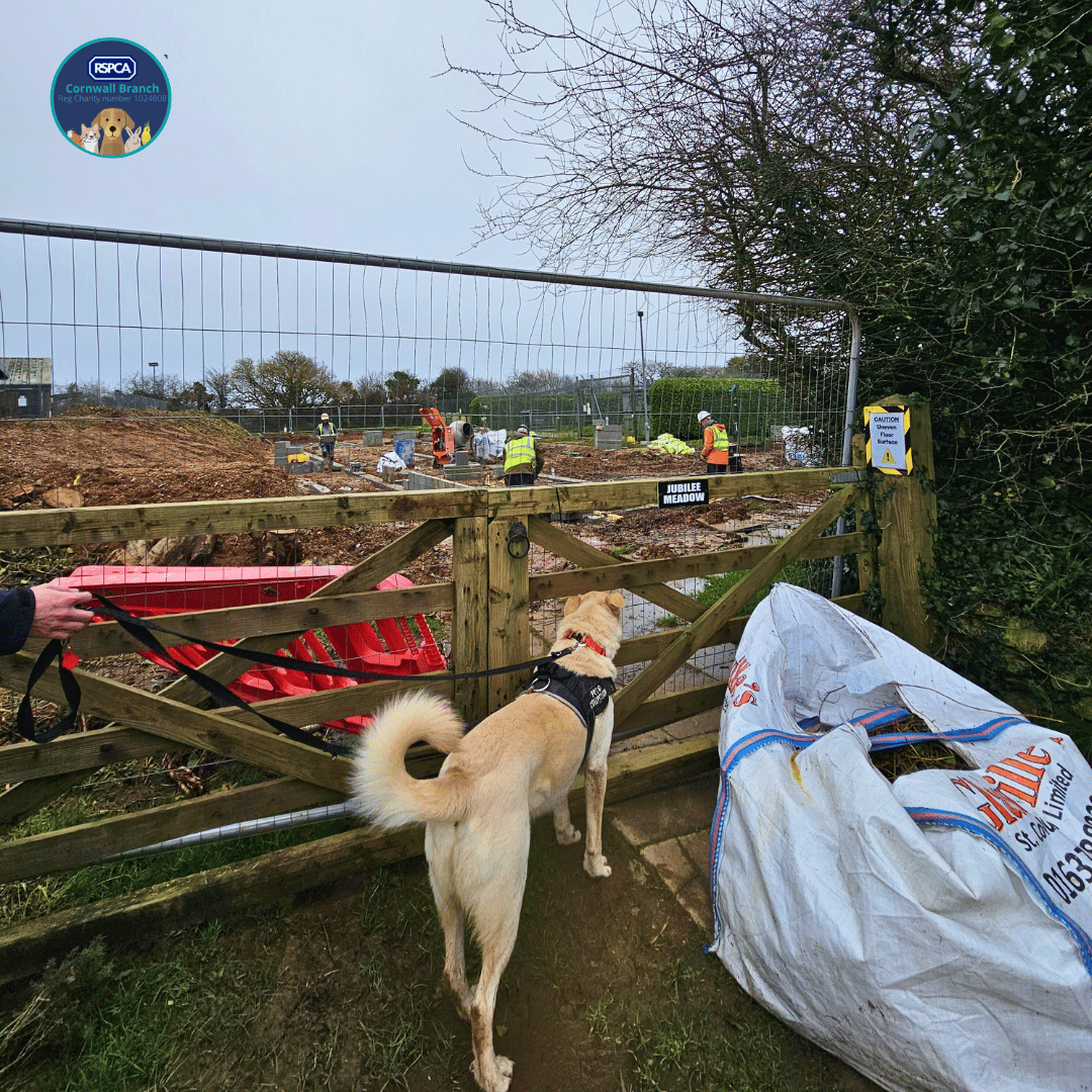 RSPCA Cornwall New Kennel Build & Refurb Project🐶 - a Charities ...