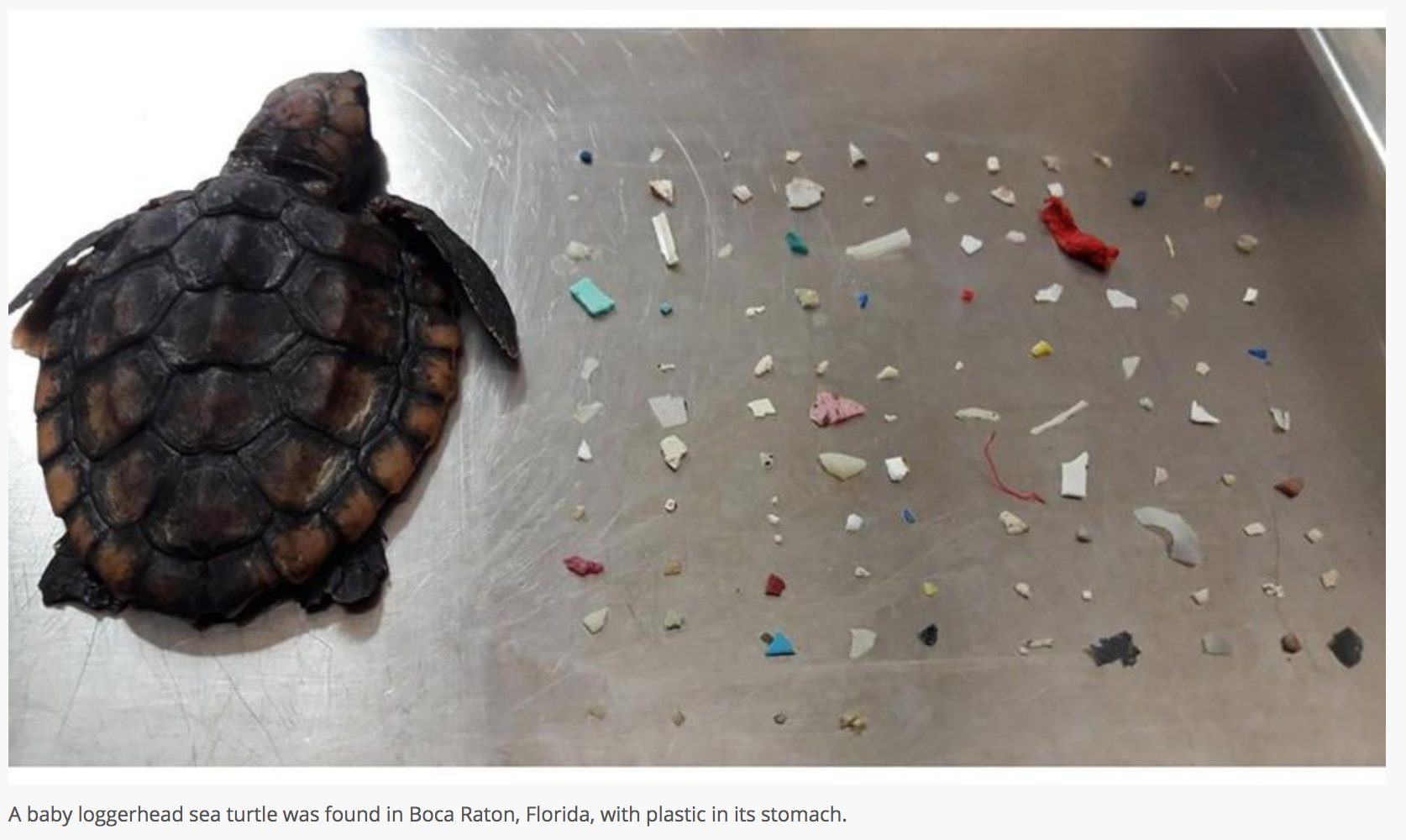 Nurdle - a children's book about microplastics. - a Publishing ...