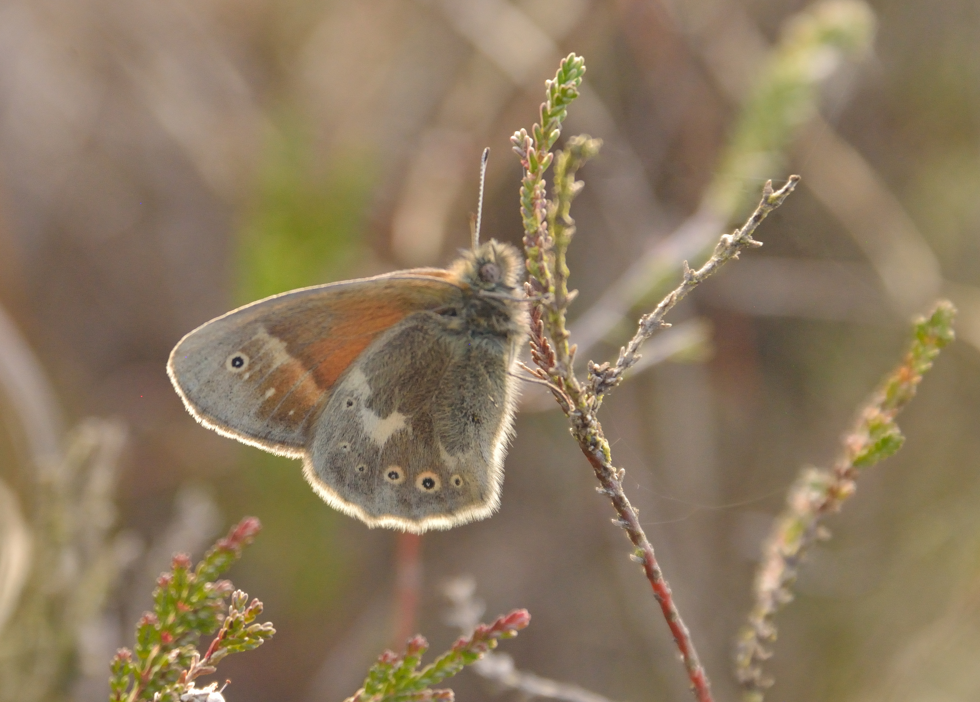 The Large Heath: A peatland specialist - a Environment crowdfunding ...