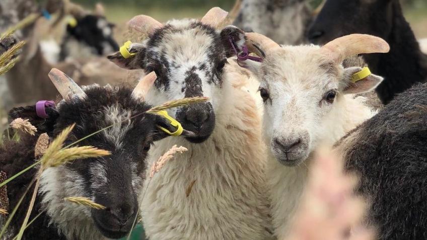 Castle Brea Farm - a Community crowdfunding project in Penzance by ...