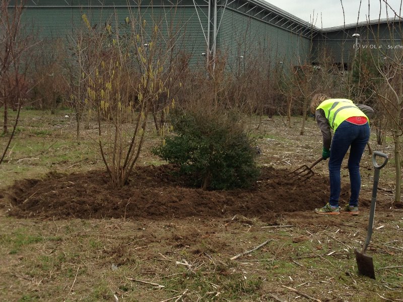 Urban Honey Bee And Pollinating Insect Garden - a Social Enterprise ...