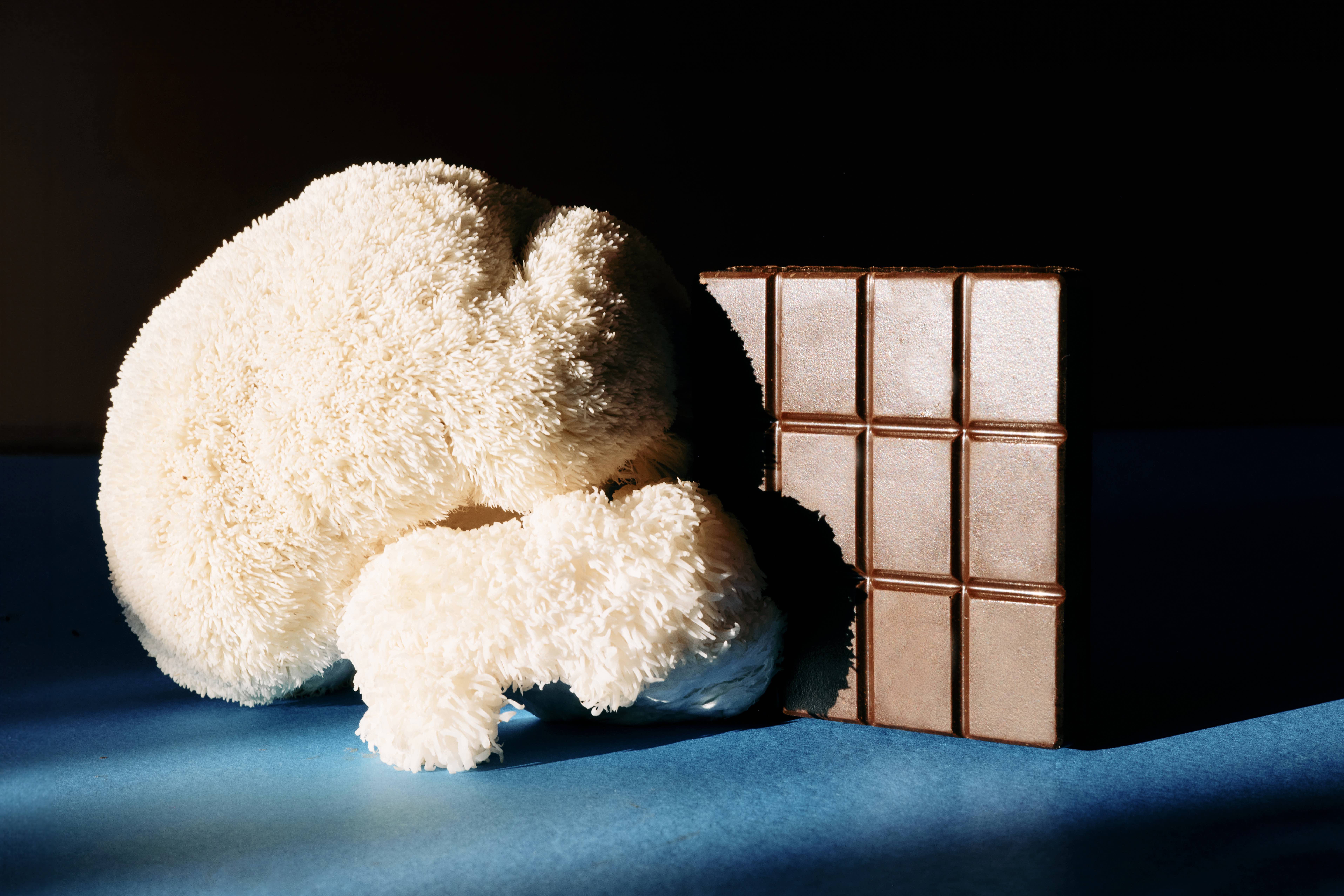 luma mushroom - a new kind of chocolate - a Food and Drink crowdfunding ...