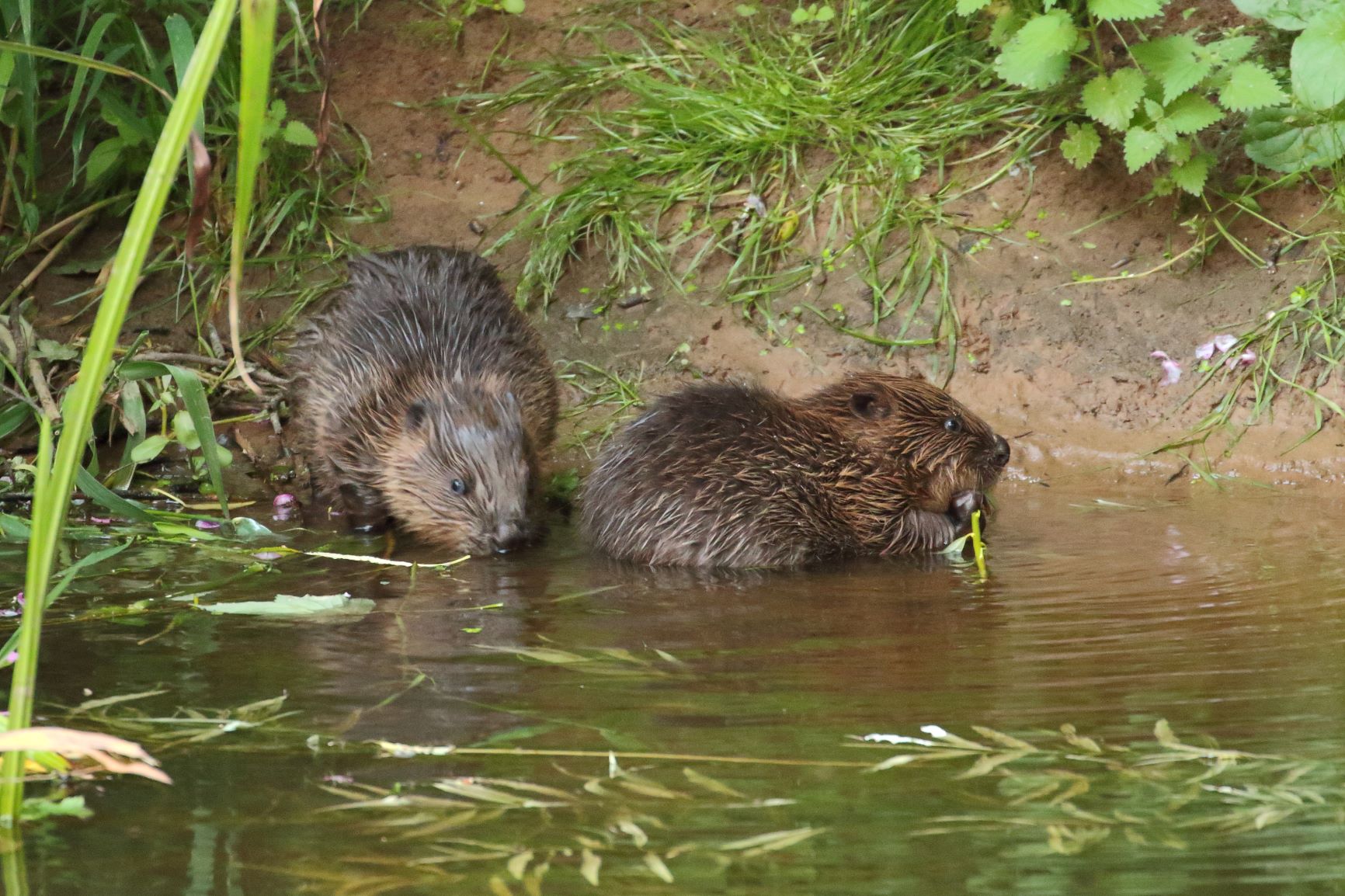 Devon's Wild Beavers - a Environment crowdfunding project in Exeter by ...
