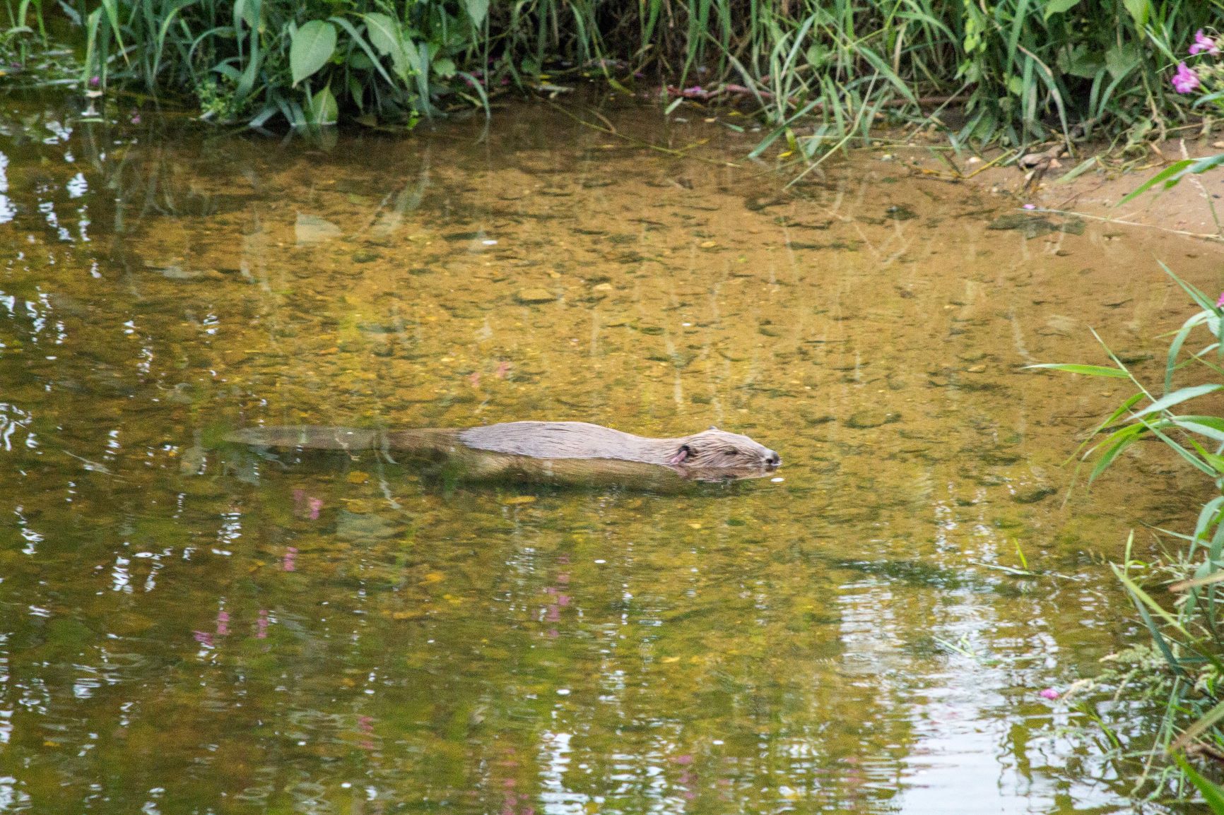 Devon's Wild Beavers - a Environment crowdfunding project in Exeter by ...