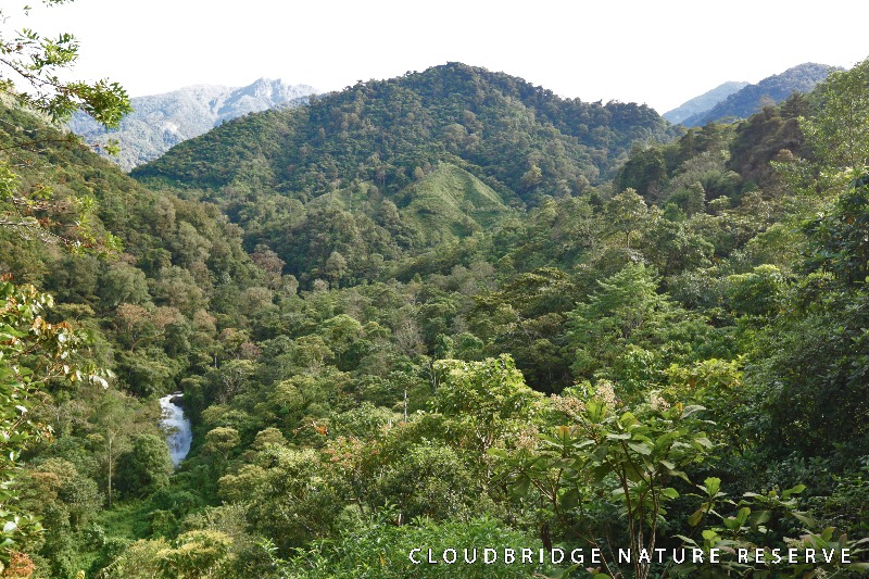A Bridge for Cloudbridge Nature Reserve! - a crowdfunding project in ...