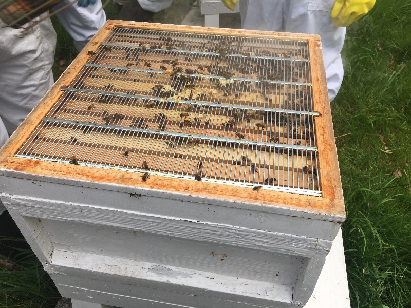 Save the honey bees! Start up beekeeping project. - a crowdfunding ...