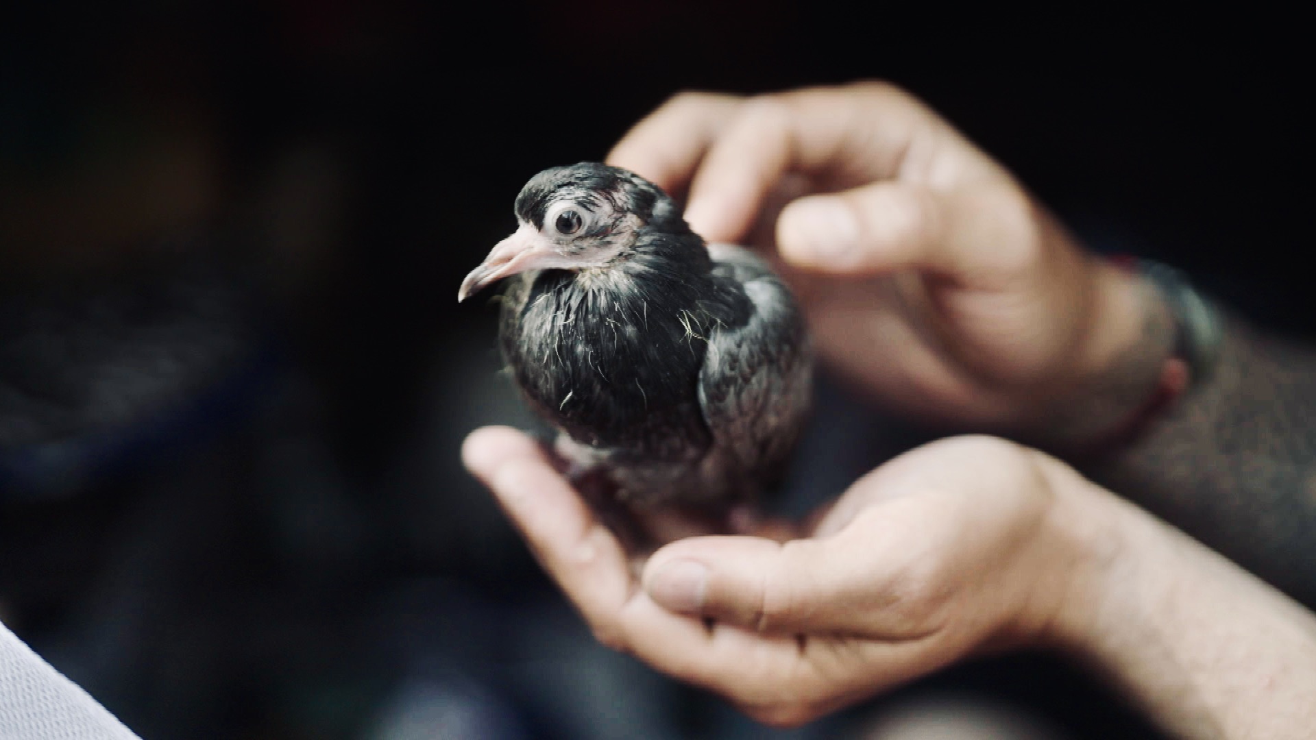 HOME - Feature Documentary for Our Time - a Creative & Arts ...