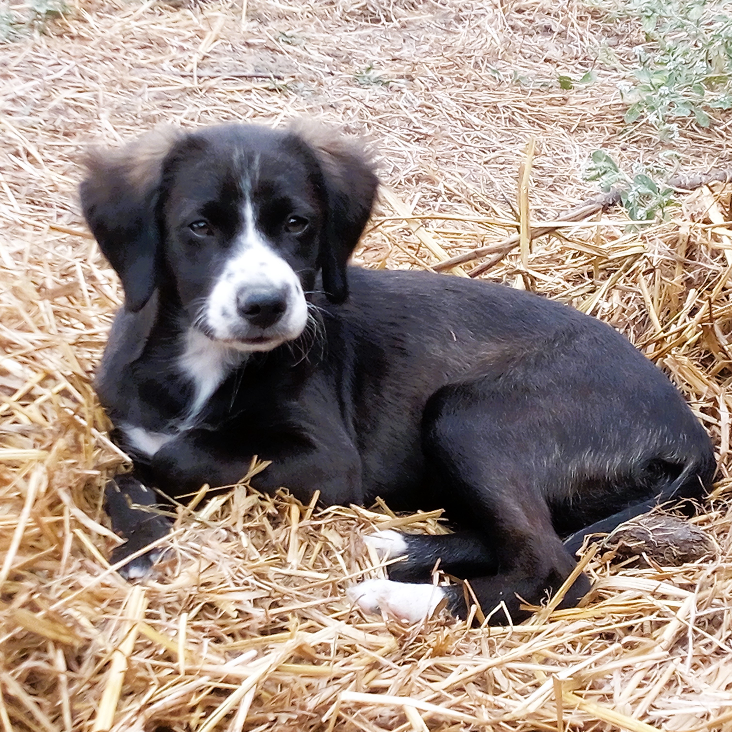 Urgent! Help! these animals may become homeless ! - a Personal Causes ...
