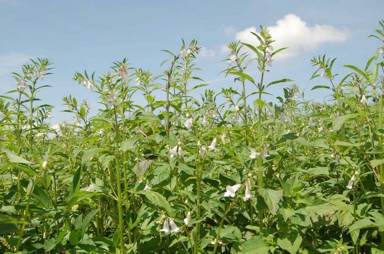 support simsim growing for cash - a Social Enterprise crowdfunding ...