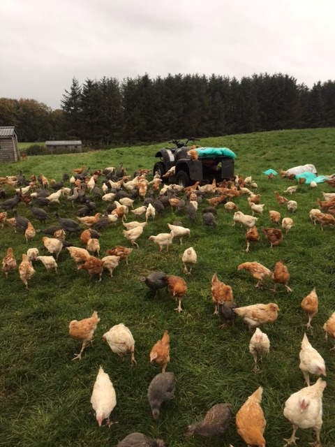 St Brides Farm - a crowdfunding project in Strathaven by Robert Morris