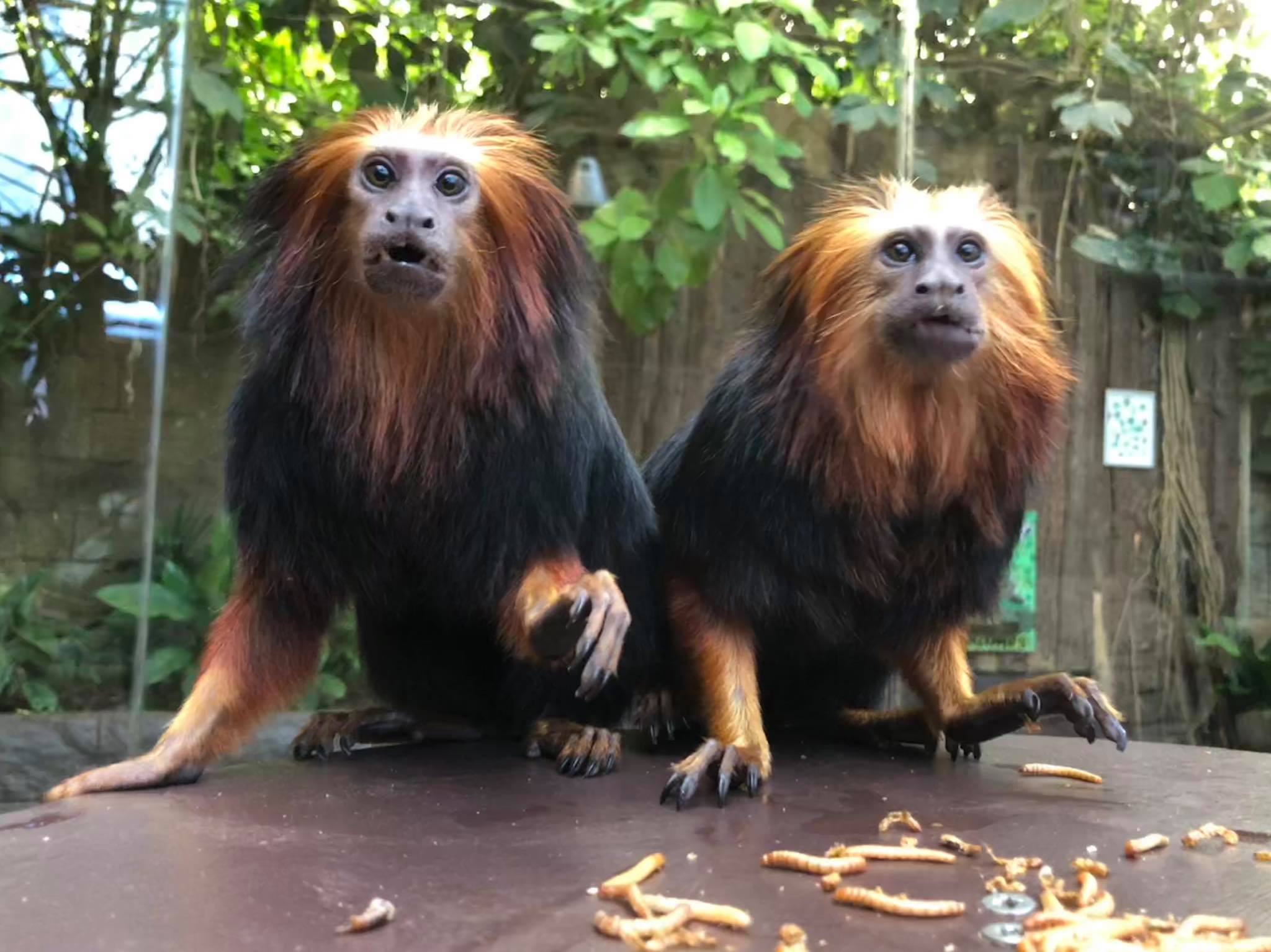 Save our animals - a Business crowdfunding project in Newchurch by ...