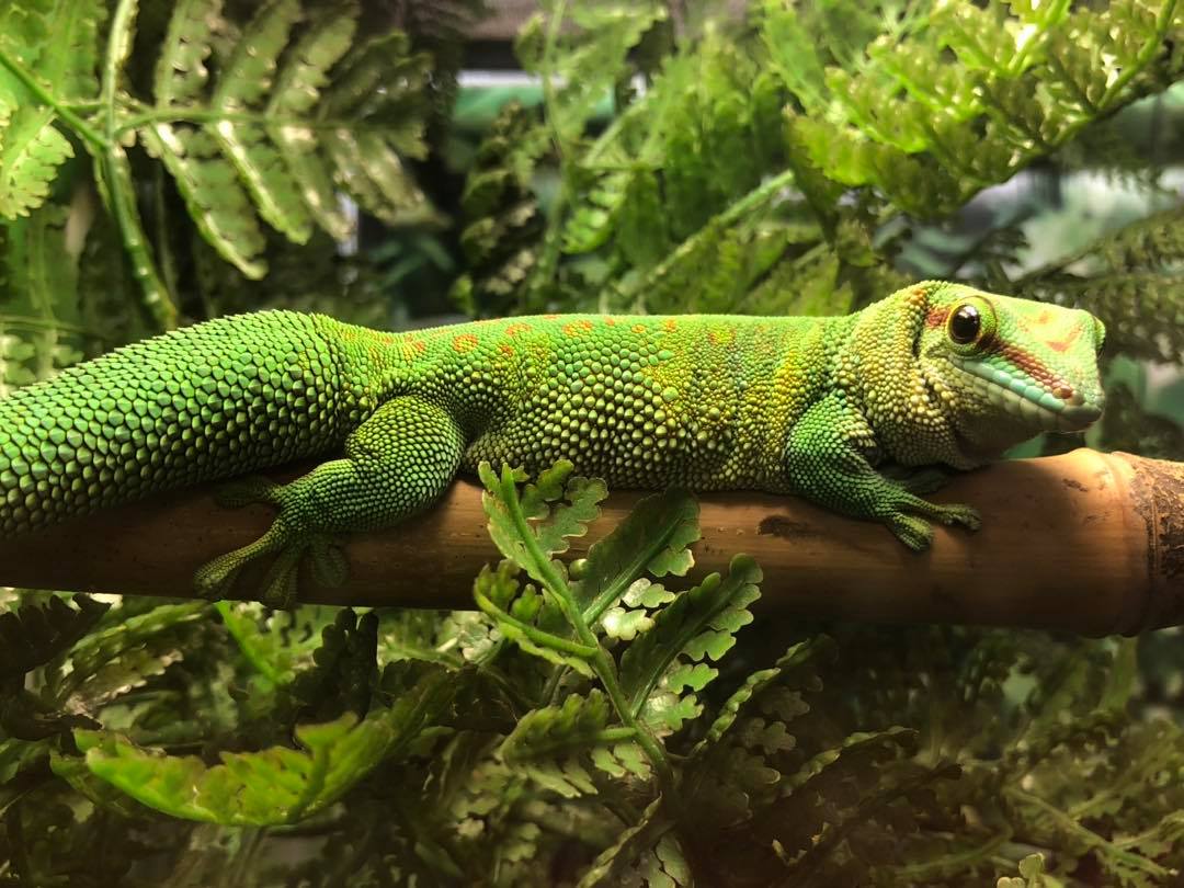 Save our animals - a Business crowdfunding project in Newchurch by ...