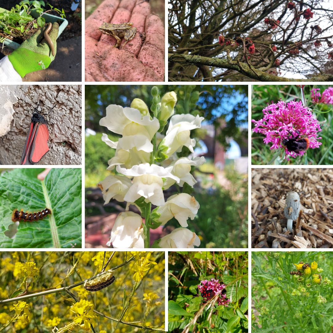 SOS! Save Our Snapdragons! - a Community crowdfunding project in Plymouth by Snapdragons Plymouth