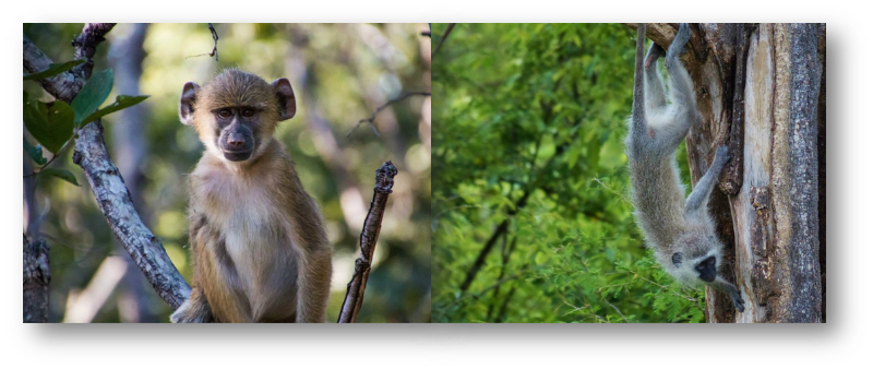 Monitoring Monkeys in Malawi - a crowdfunding project in Vwaza Marsh by ...