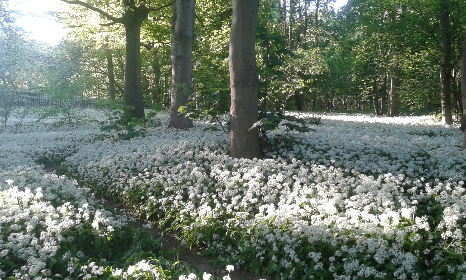 COMMUNITY BUY OUT - EAST WOOD (WESTON WOODS) - a Environment ...