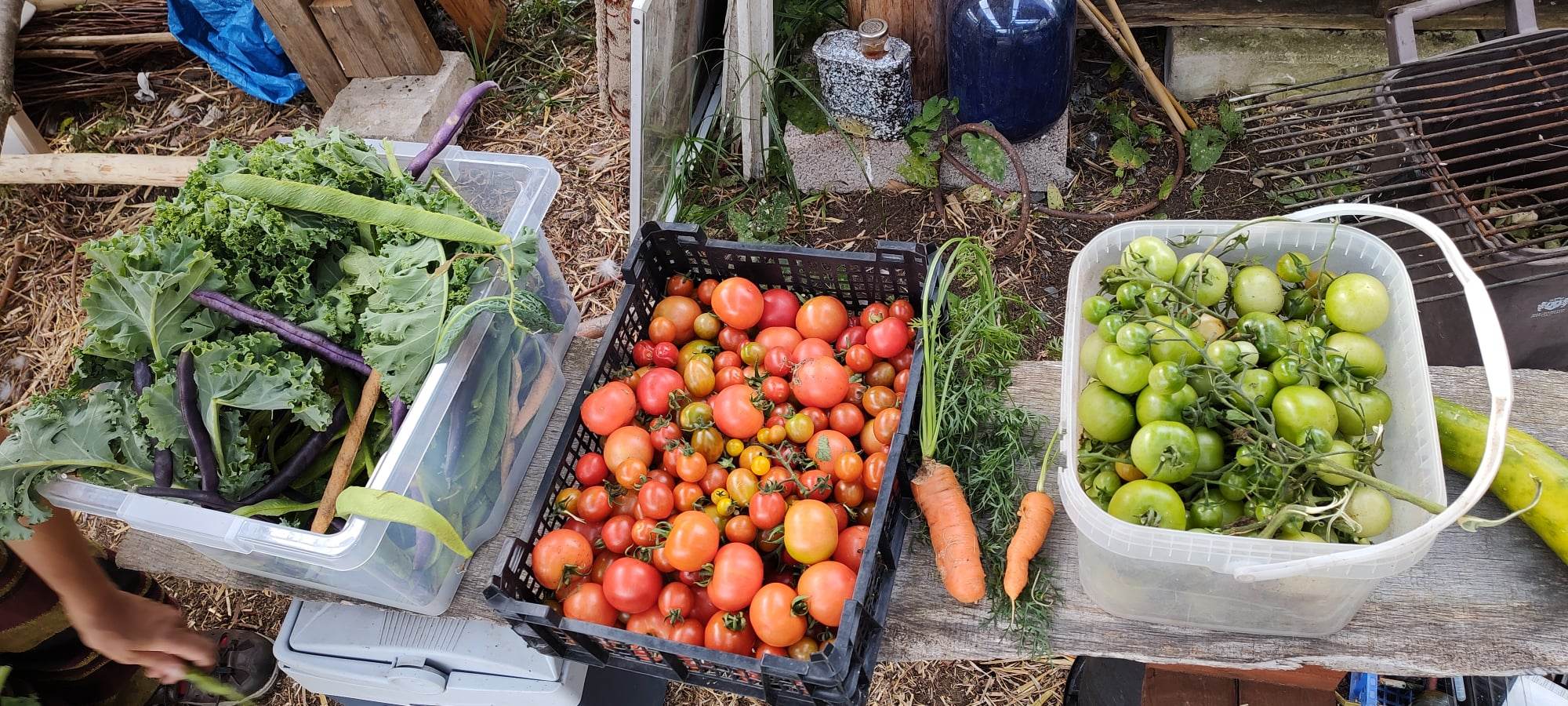 Growing Mental Health Recovery through Gardening - a Community ...