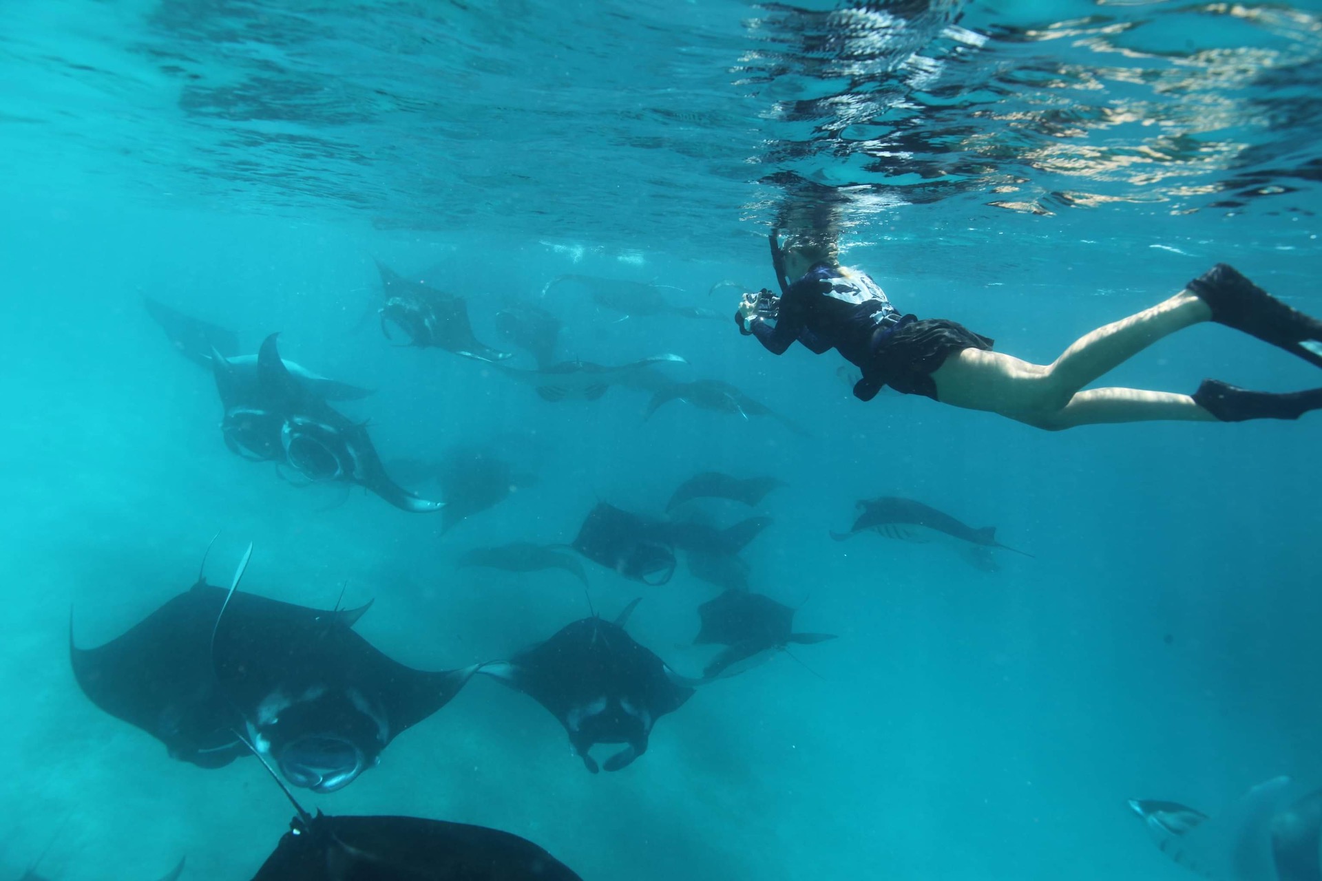 Saving Manta Rays Using Slime - a Environment crowdfunding project in ...