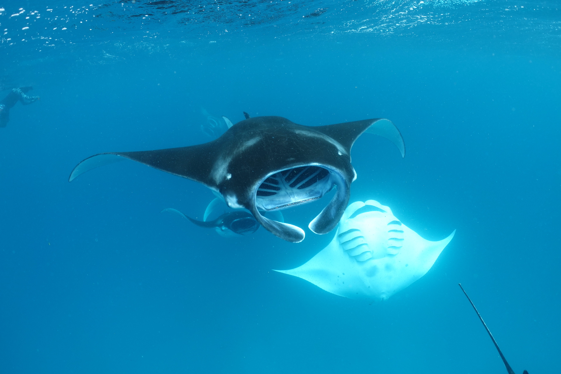 Saving Manta Rays Using Slime - a Environment crowdfunding project in ...