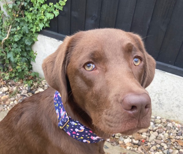 Ginny Labrador Has Elbow Dysplasia On Both Legs - a Charities ...