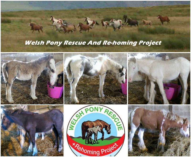 Welsh Ponies Rescue & Rehoming Project - a Charities crowdfunding ...