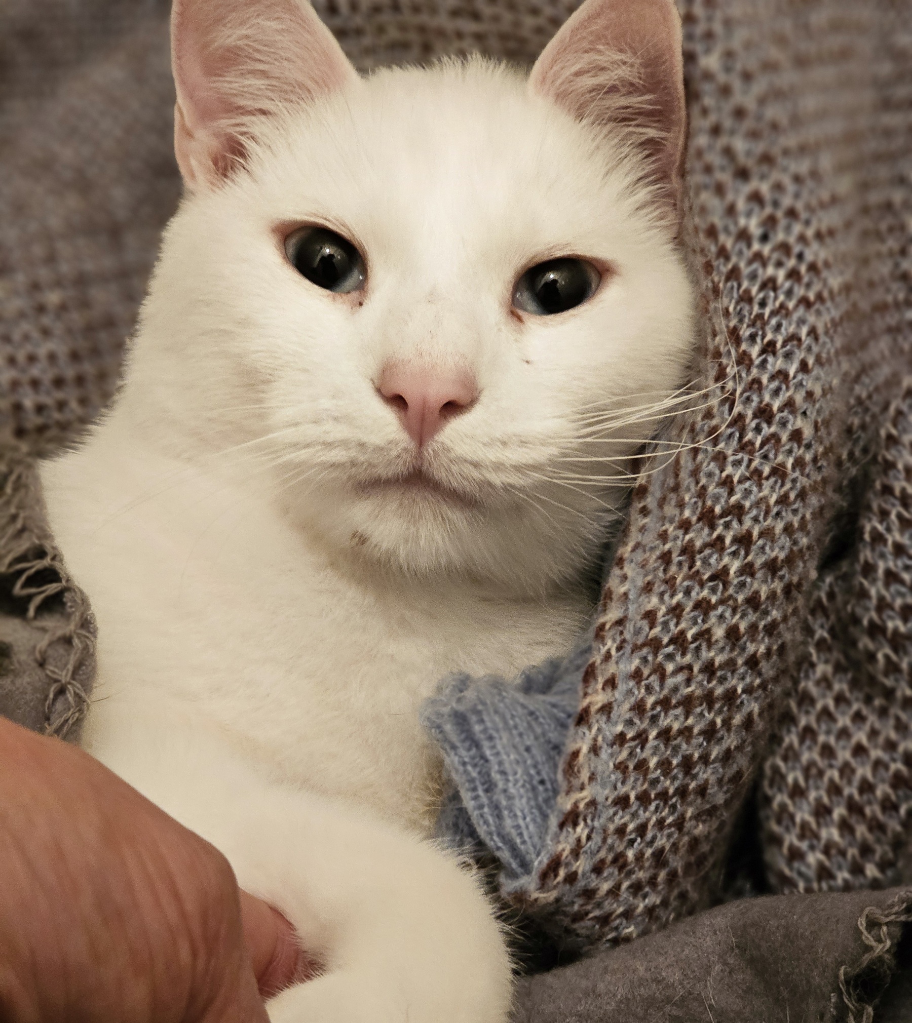 Life saving surgery for Winter - a Personal Causes crowdfunding project ...