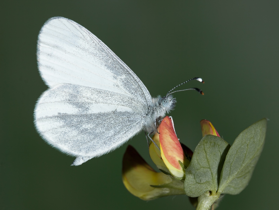 Devon's Beautiful Butterflies - a Environment crowdfunding project in ...