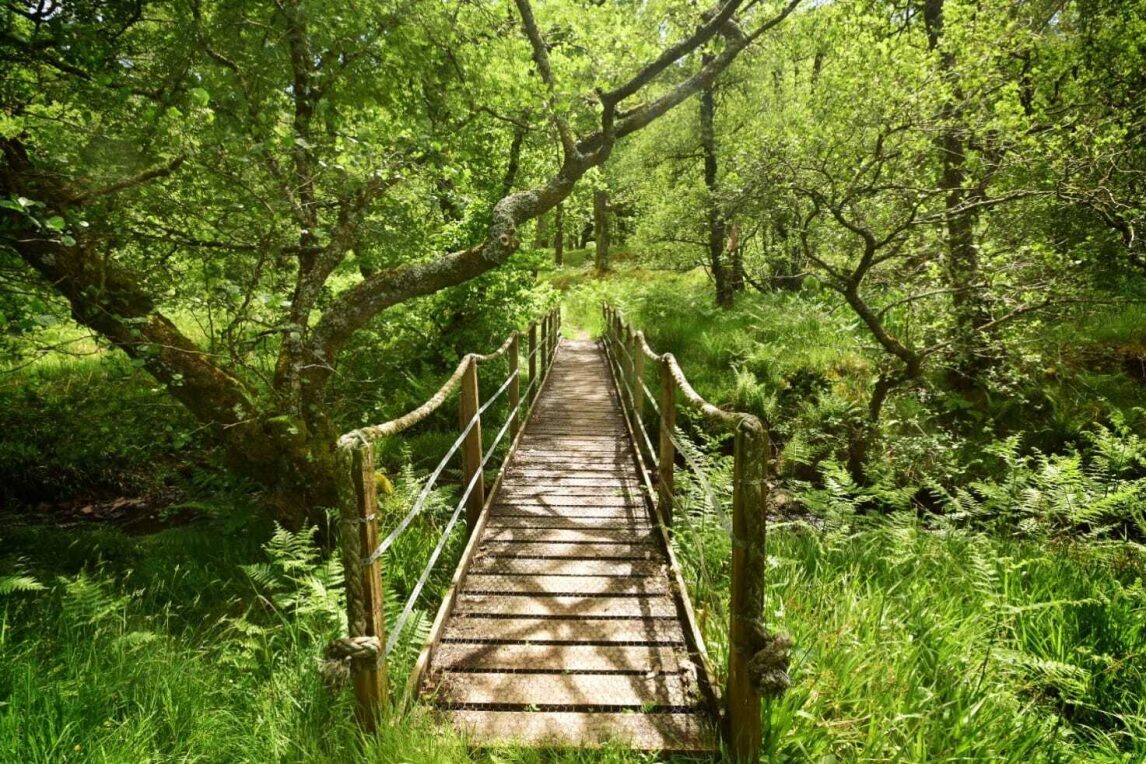 Grow the Seed: Bute Forest Schools and Ranger - a Community ...