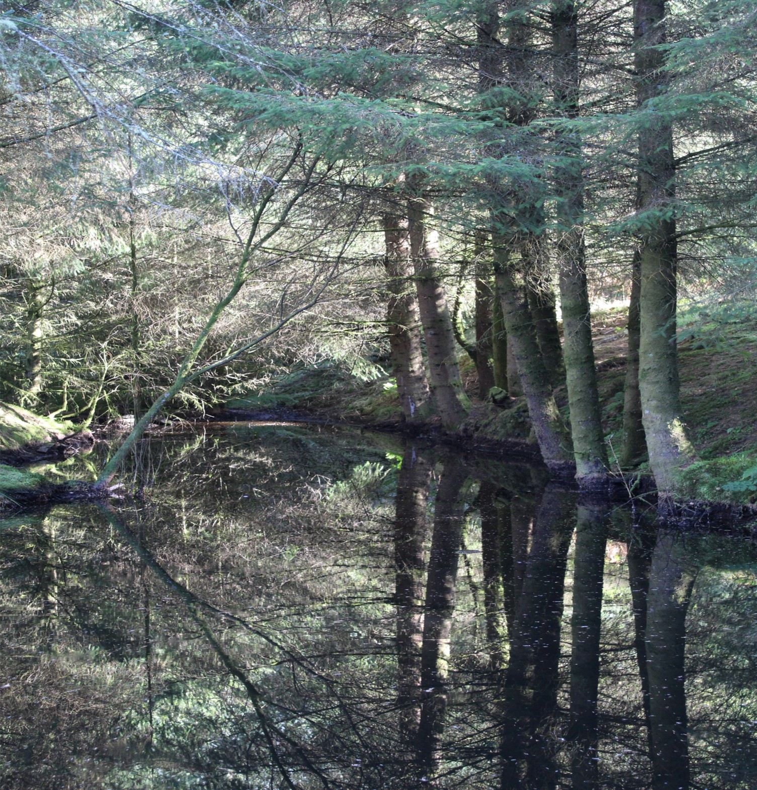 Grow the Seed: Bute Forest Schools and Ranger - a Community ...