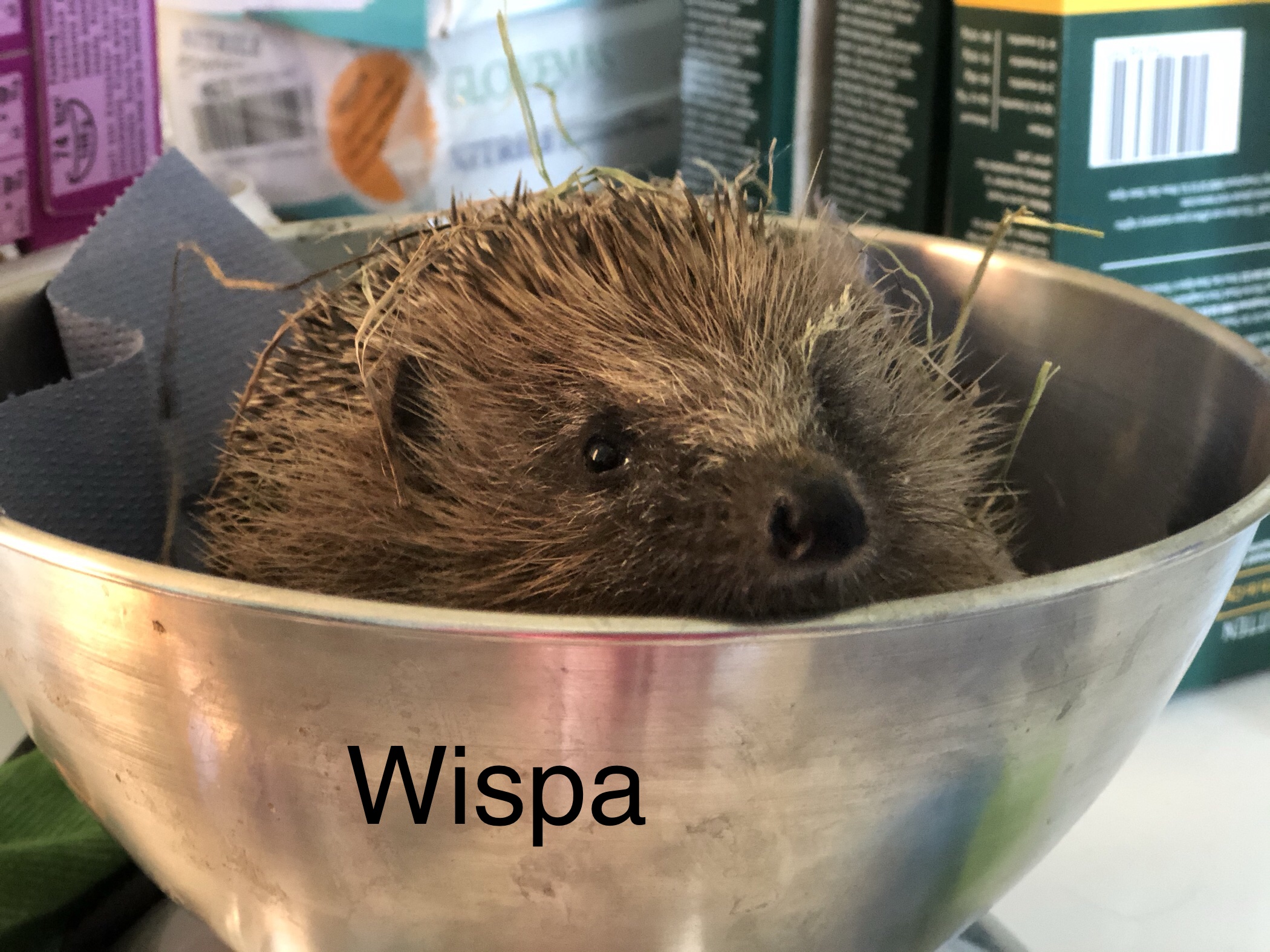 Hedgehog Hospital & Rehabilitation Centre - a Community crowdfunding ...