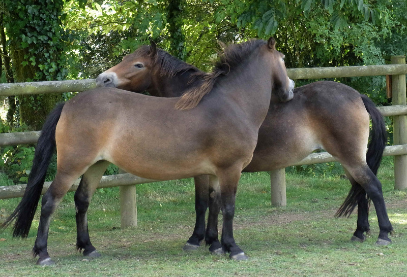 Save the Exmoor Pony Centre - a Charities crowdfunding project in ...