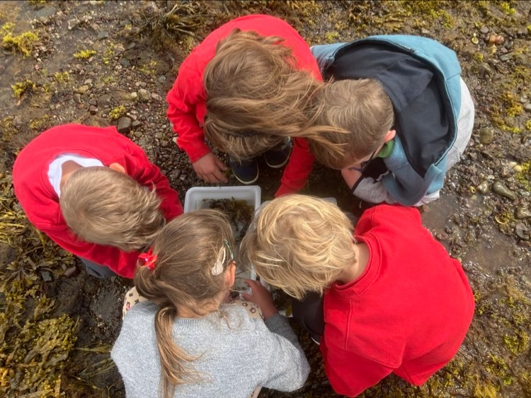 Native oyster (Ostrea edulis) restoration - a Community crowdfunding ...