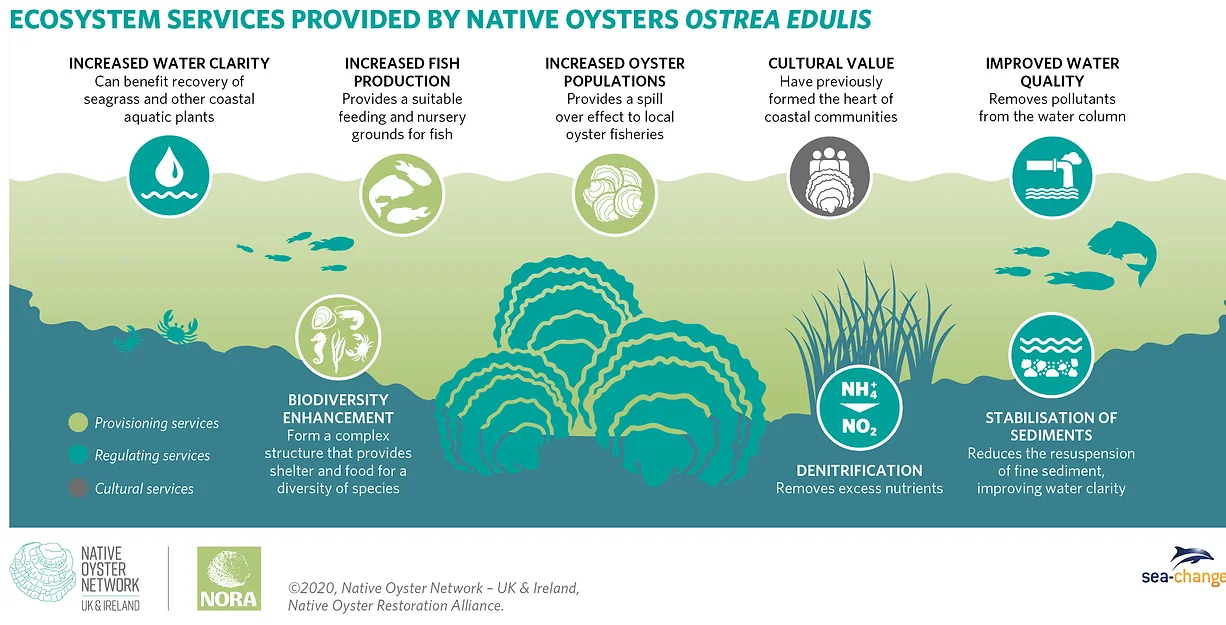 Native oyster (Ostrea edulis) restoration - a Community crowdfunding ...