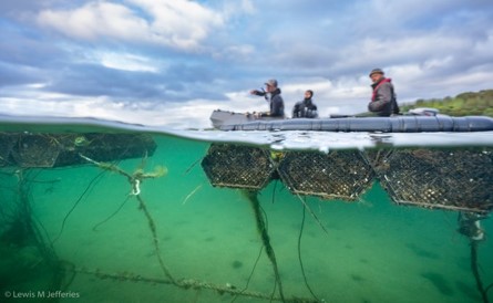 Native oyster (Ostrea edulis) restoration - a Community crowdfunding ...