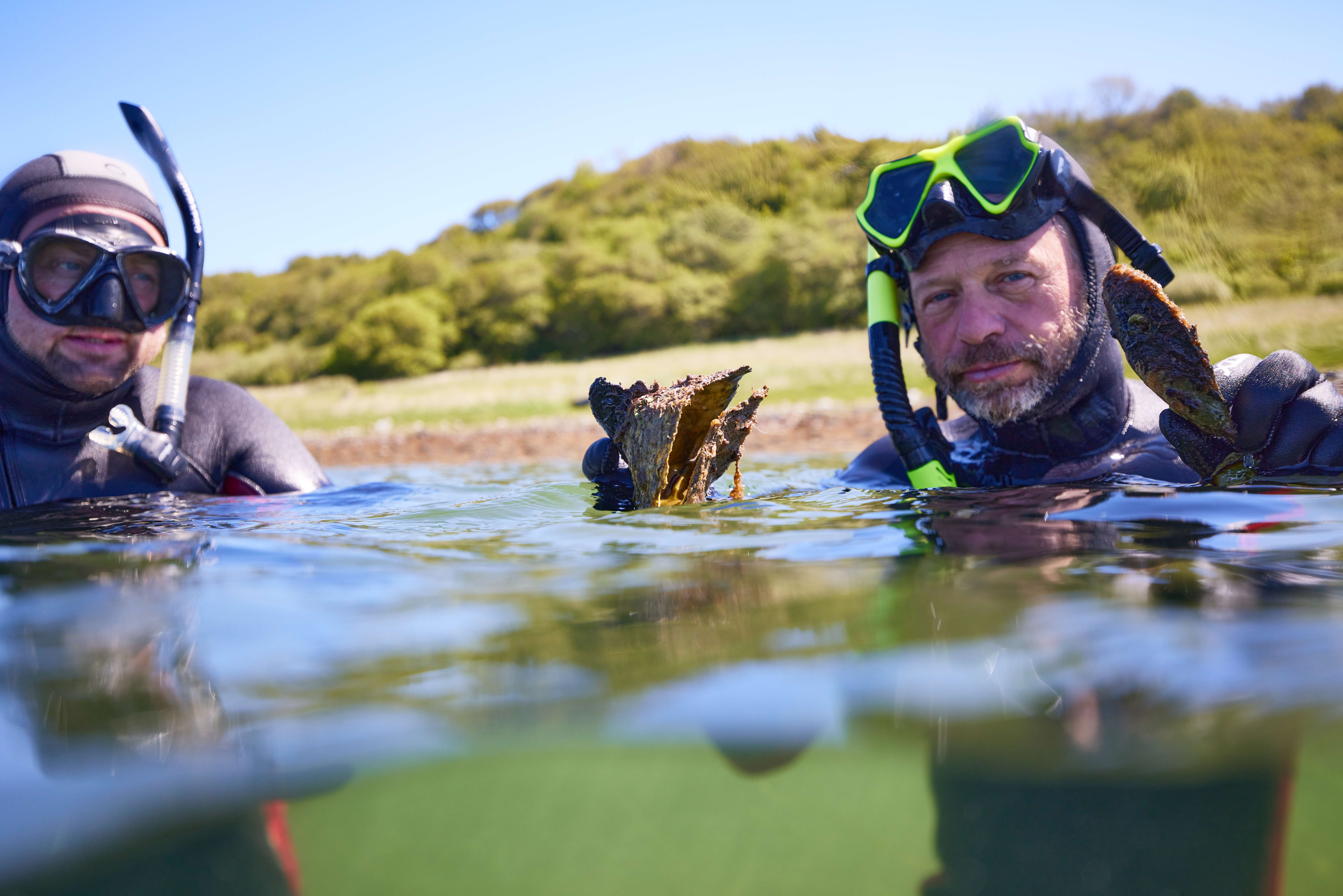 Native oyster (Ostrea edulis) restoration - a Community crowdfunding ...