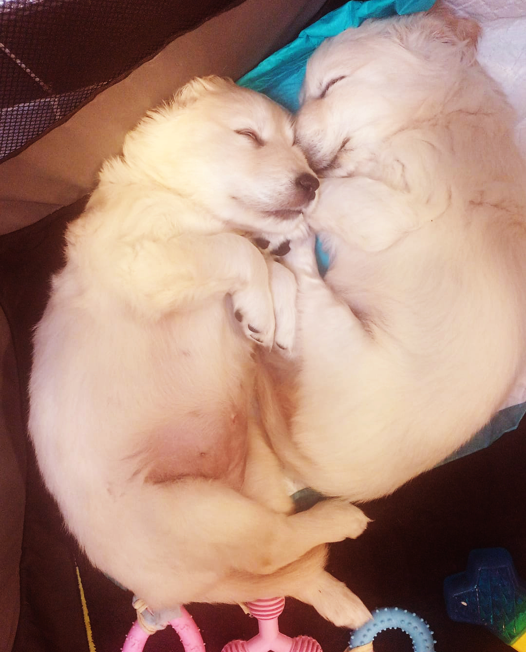 Environmental Air Source Heat Pump at RescueCentre - a Charities ...